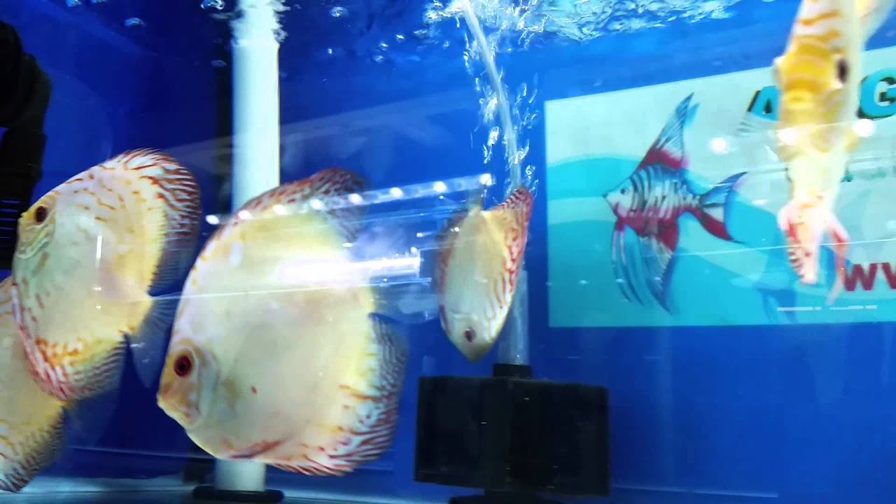 WORLD CHAMPION TONY TAN SUPER WHITE BUTTERFLY DISCUS - YouTube
