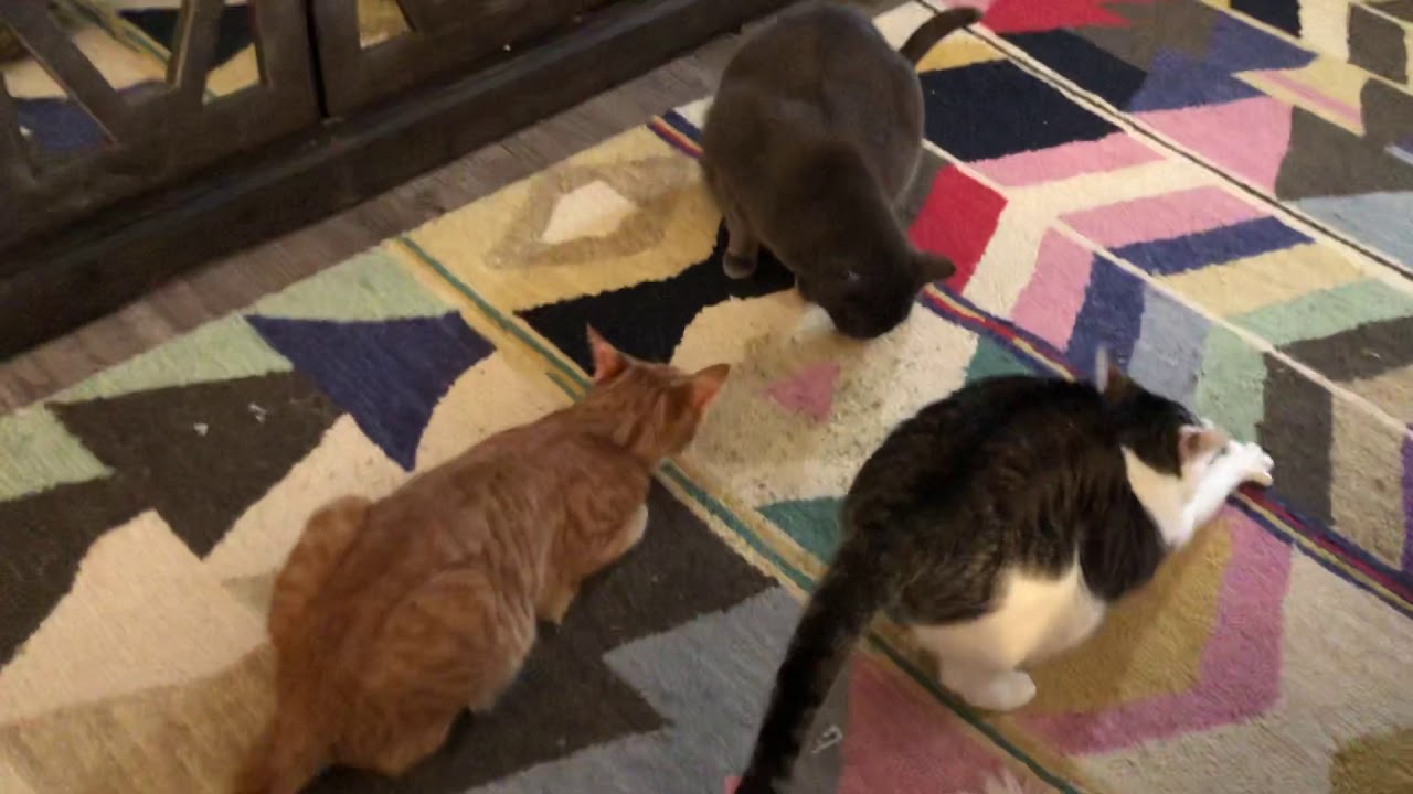 Baby’s first catnip - YouTube