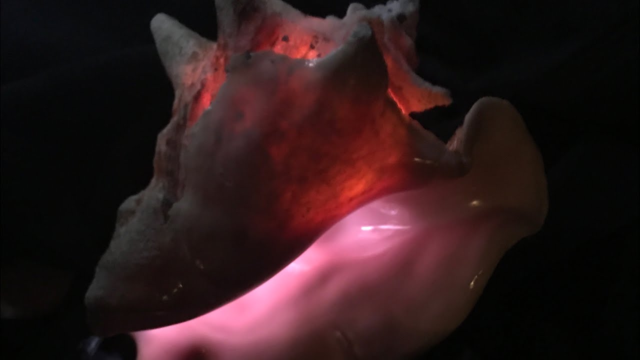 Conch shell with lighting installed. By Katie Jo - YouTube