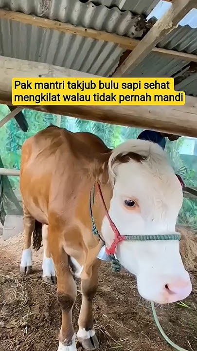 Hasil manajemen kandang yang baik sapi bersih tanpa perlu dimandikan setiap hari #ternding #sapi ...