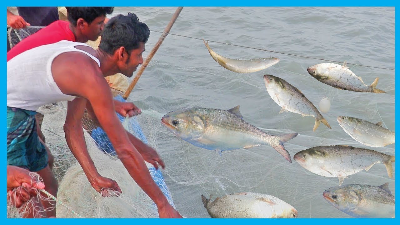 Amazing Fast Hilsa Fishing Skill- Catching Hilsa Fish Big on the Sea ...