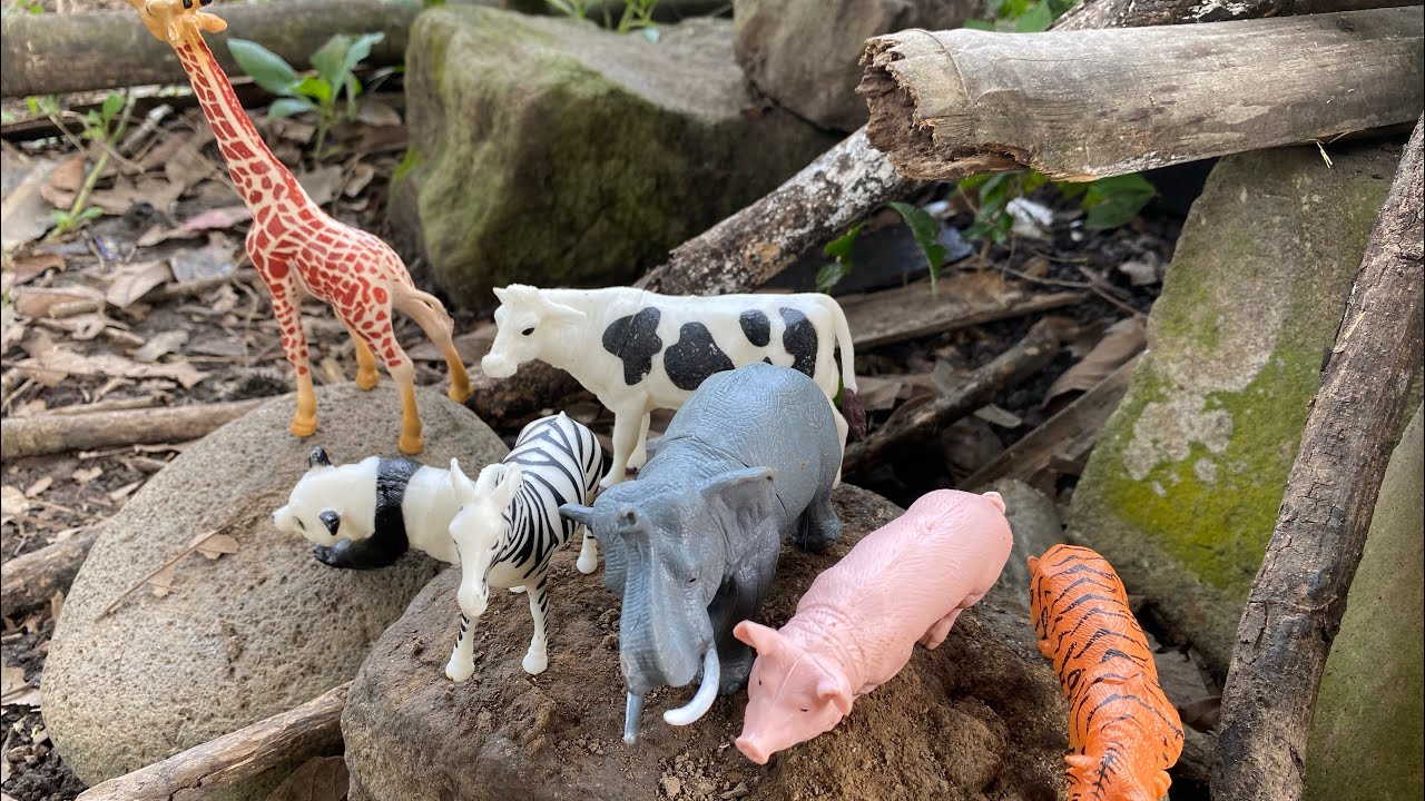 Clean & searching Animals with Toys! | Fun Educational Playtime # ...