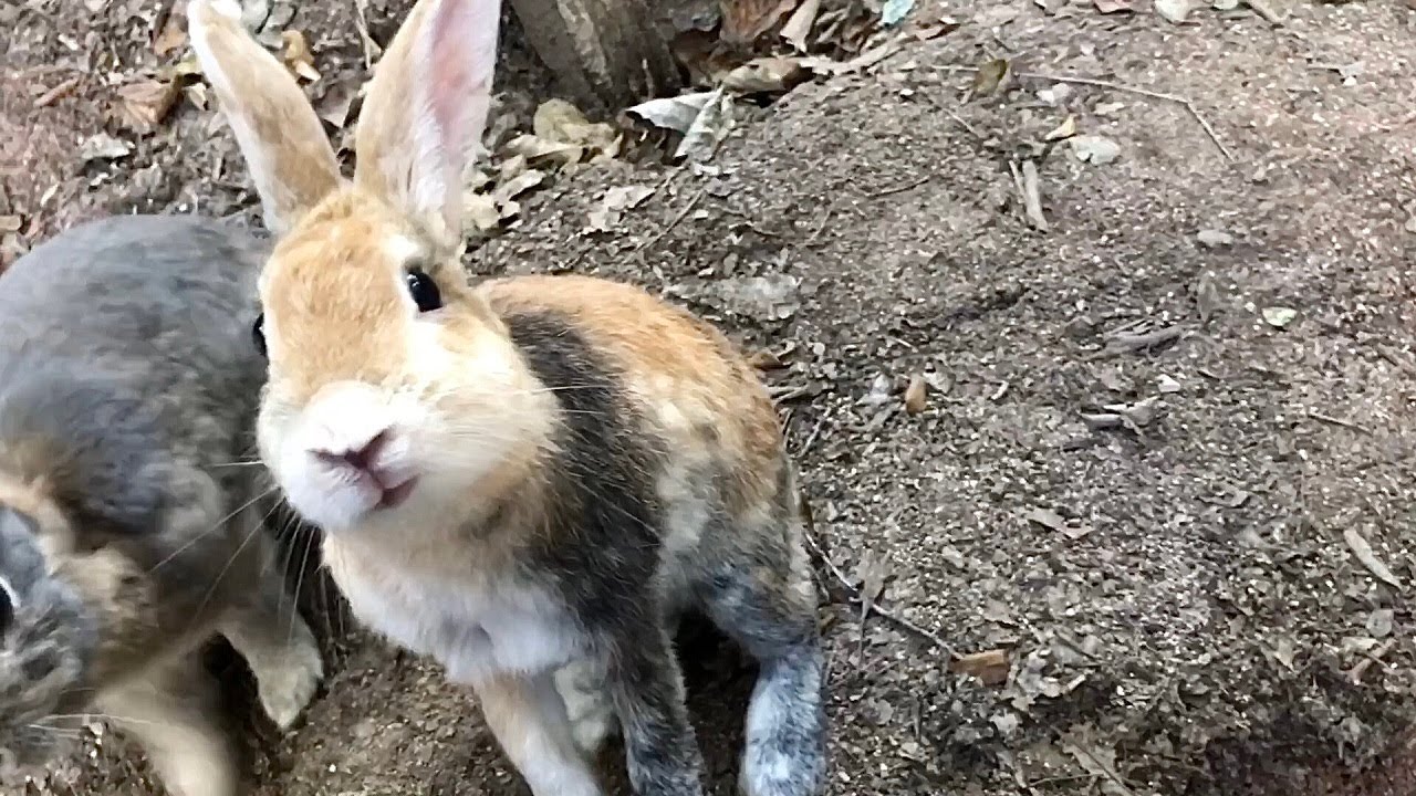Rabbit talking to human - YouTube
