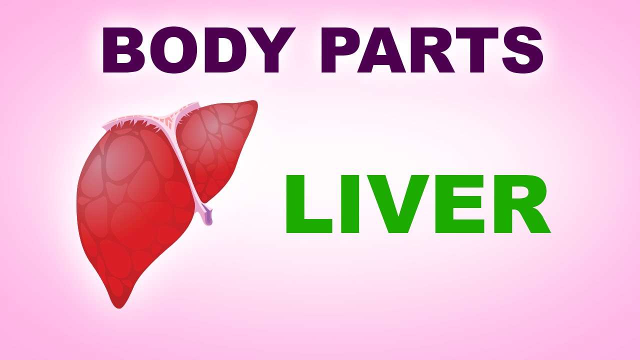 Liver - Human Body Parts - Pre School Know Your Body - Animated Videos ...