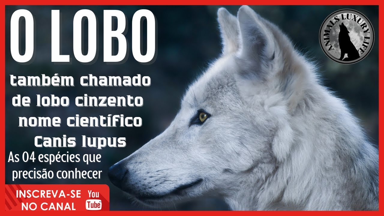 🐺 O lobo cinzento:(Canis lupus) as 04 espécie de lobos 🐺 que você ...