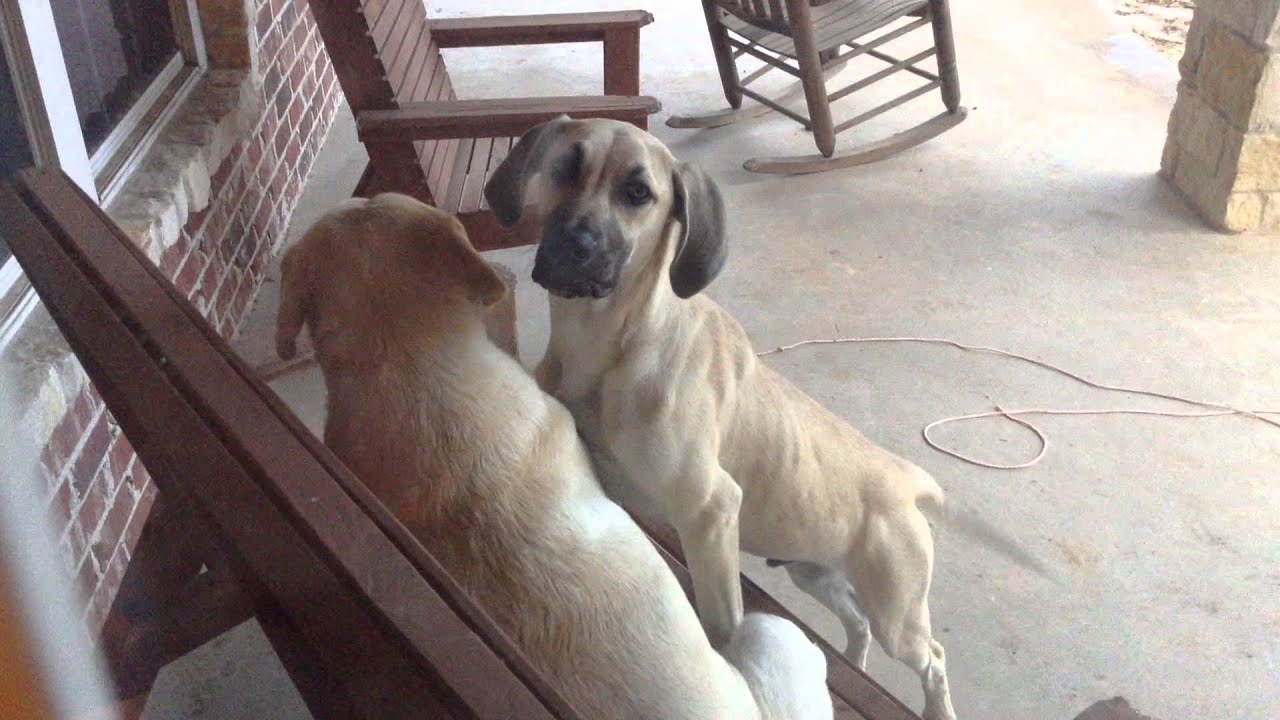 Crazy Dog love - YouTube