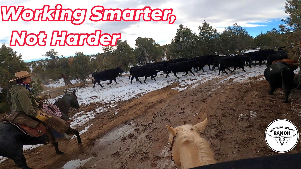 Bringing Yearlings Home for Winter - YouTube