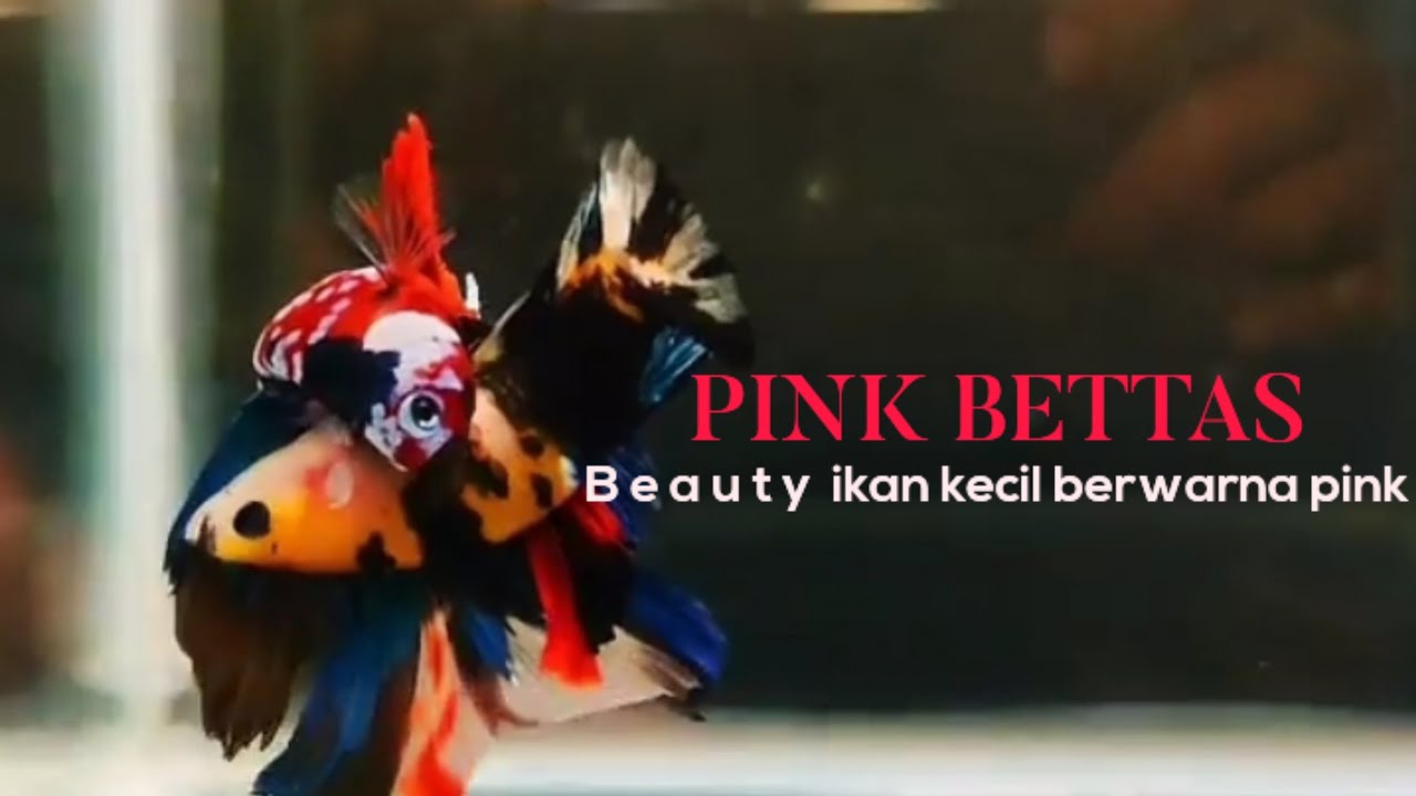 Pink bettas fish ll kumpulan keindahan ikan cupang warna pink # ...