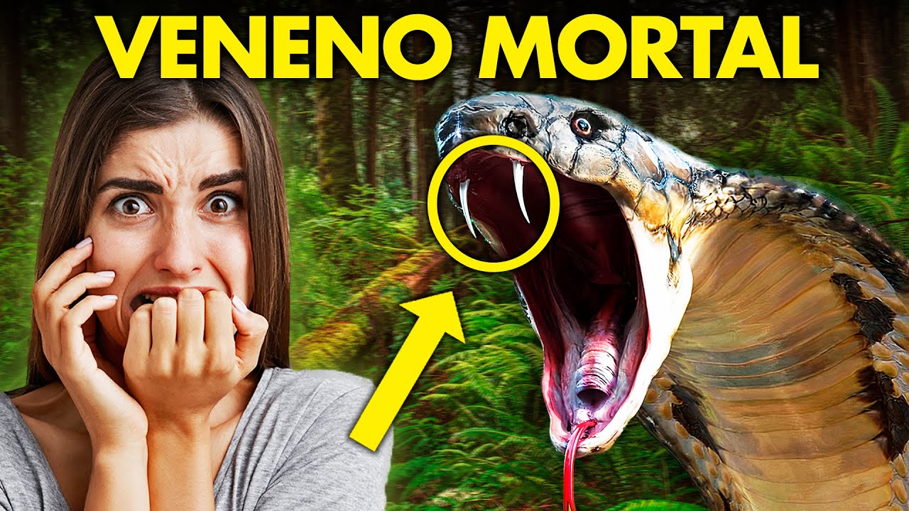 CURIOSIDADES Sobre Los VENENOS Mas LETALES Del MUNDO | Datos ...