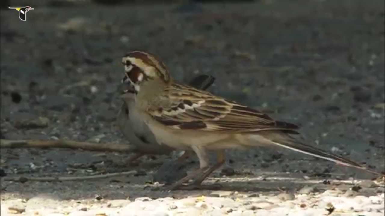 Lark Sparrows eating seeds - YouTube