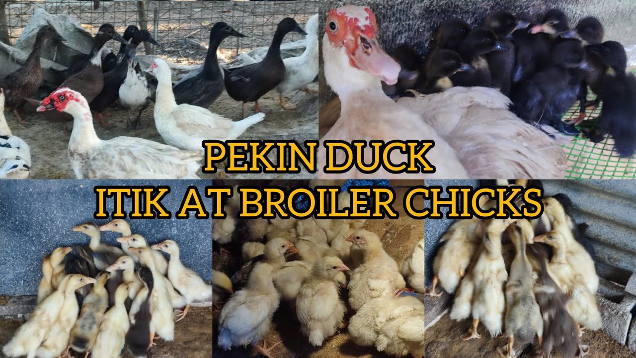 FOR SALE KO NA BA? PAMUMULOT NG ITLOG NG ITIK MAY MAPIPISA NANAMAN BIBE ...