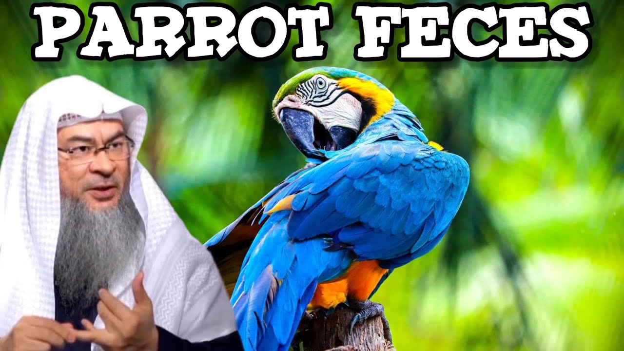 Parrots As Pets, Are their Feces Pure - YouTube