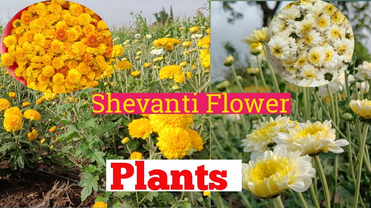 Shevanti Flower in || Yellow and White || shevanti plants || flower ...