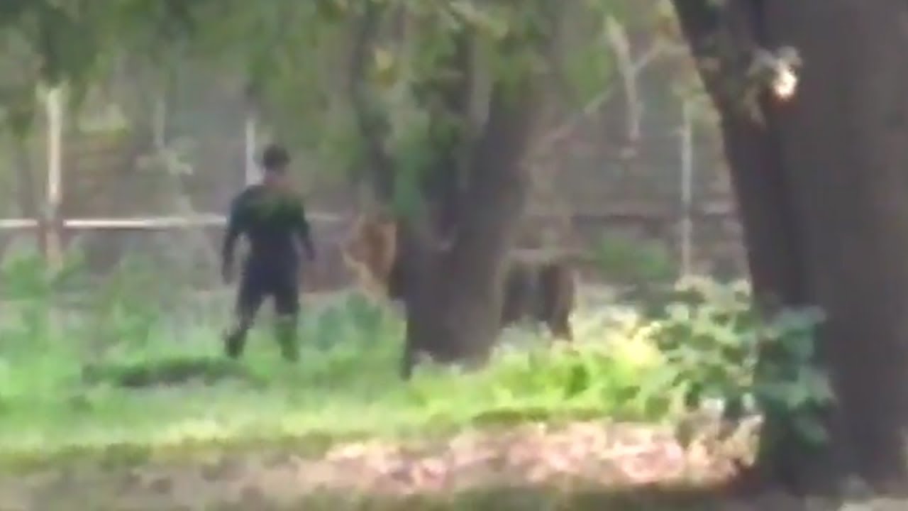 Bihar man sits face-to-face with lion at enclosure in Delhi zoo ...