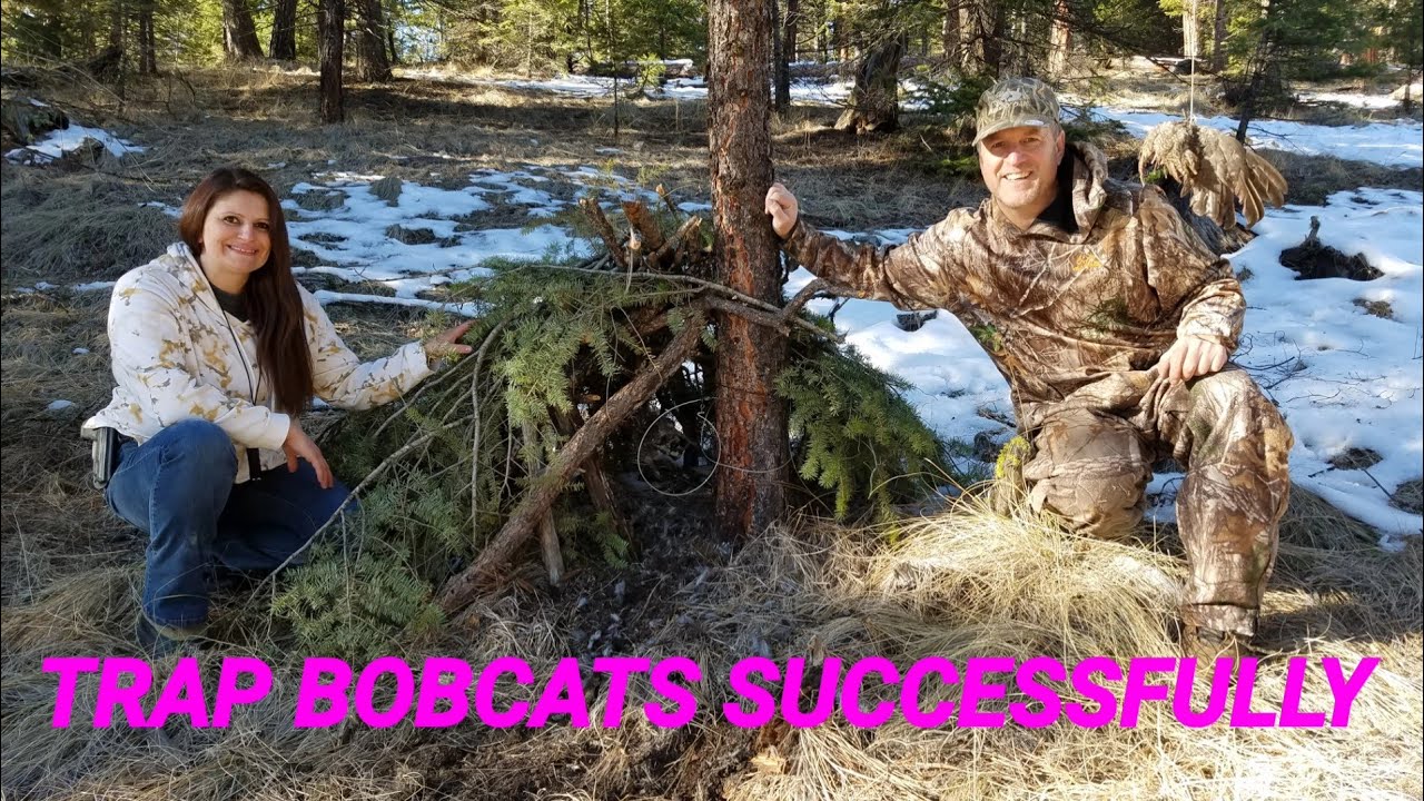 HOW TO TRAP AND SNARE BOBCATS SUCCESSFULLY - YouTube