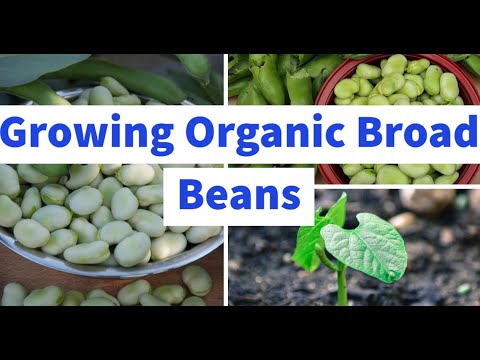 How To Grow Organic Broad Beans In Pots/Containers - YouTube