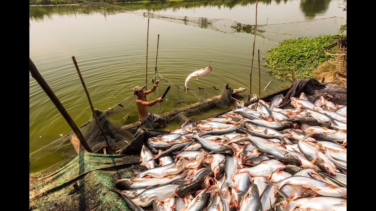 កំពូលអ្នកចាប់ត្រីនៅស្រុកកំពង់ត្របែក Master catching fish in Kampong ...