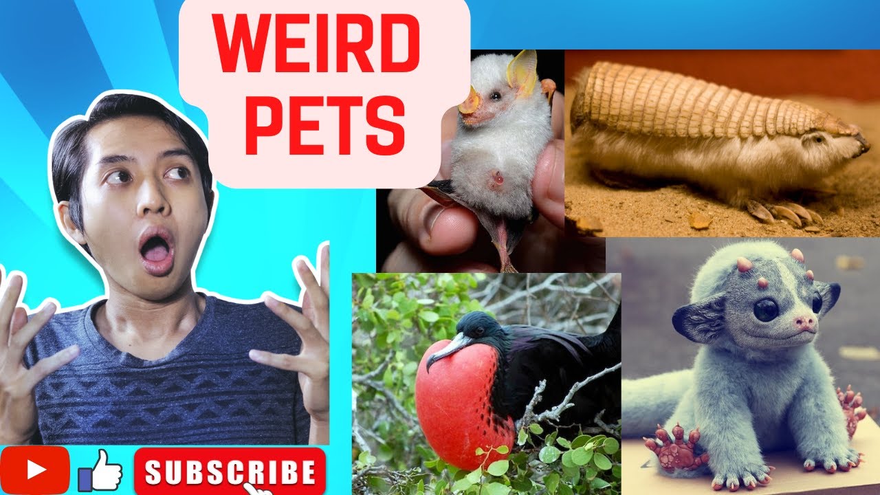 Strange, weird Pets - YouTube
