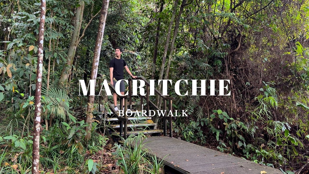 MacRitchie Boardwalk | MacRitchie Nature Park Reservoir | Morning Hike ...