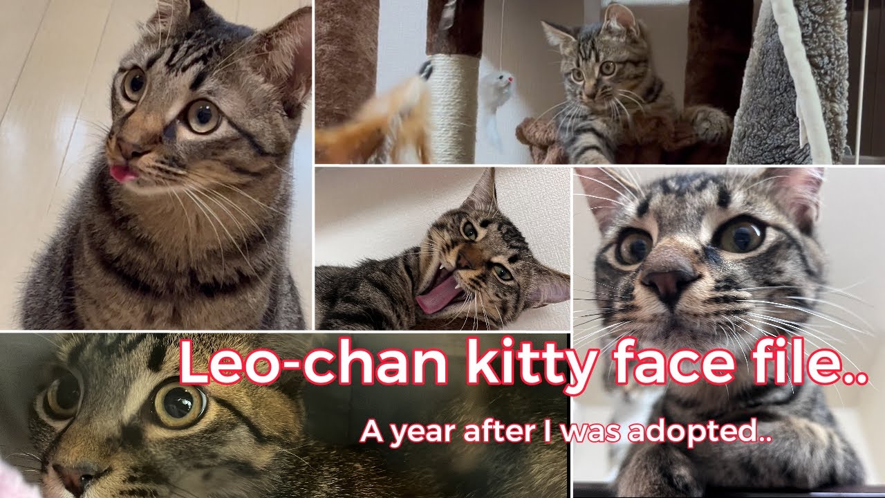 My still kitty face file. Leo chan a year after adopted. #catvideos #tabbycats #cutecat - YouTube
