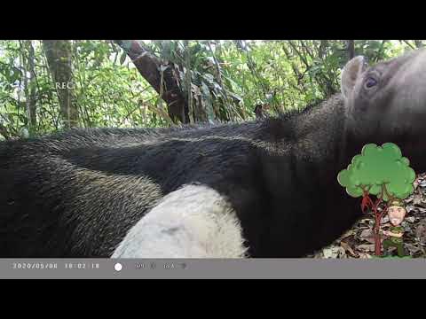 Friends of Rio - Amazon Rainforest Camera Traps Giant Anteater ...