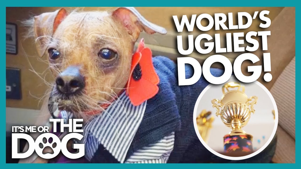 Meet Mugly - The World's UGLIEST Dog! - YouTube