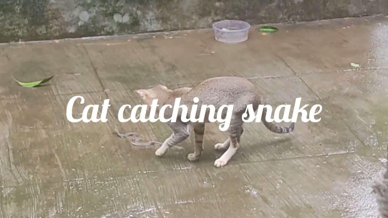 cat catching snake - YouTube