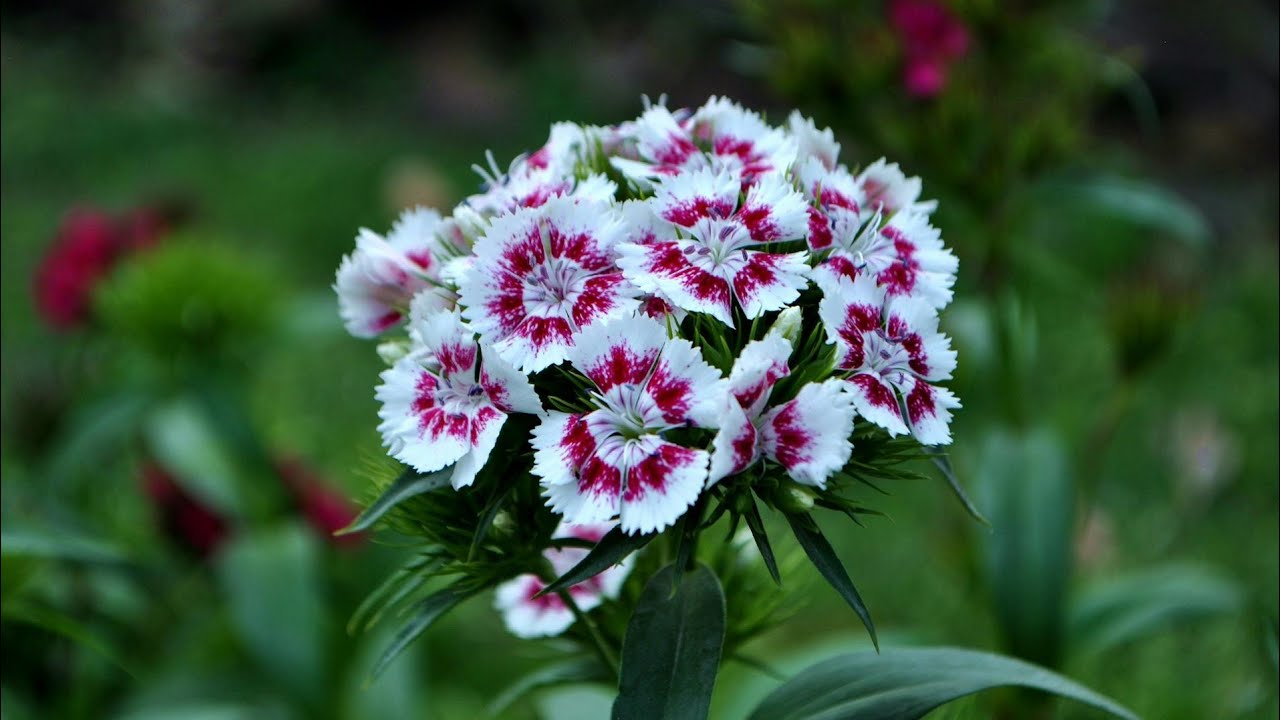 How to Care for Dianthus - Planting Dianthus - Dianthus Tips and Tricks ...