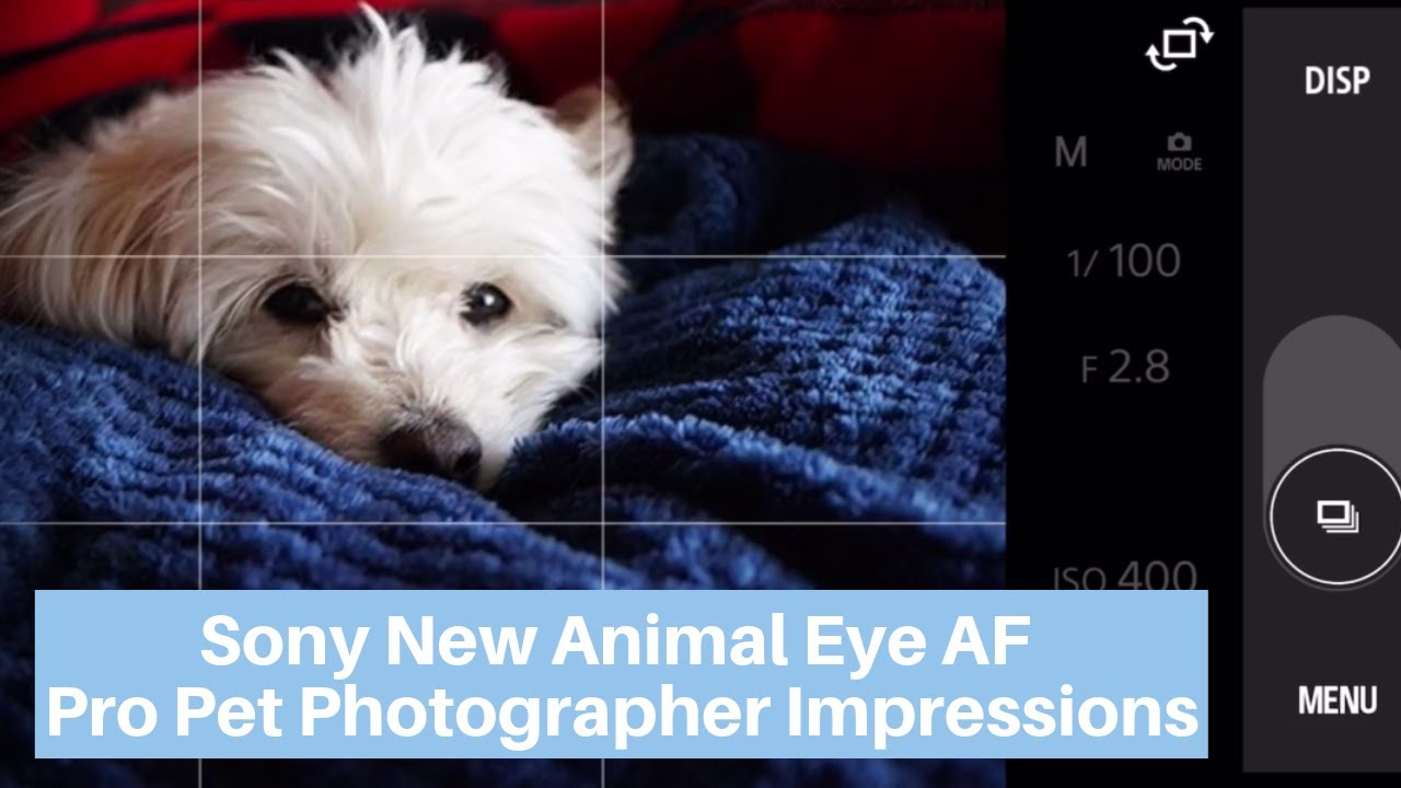 Sony New Animal Eye AF | Pro Pet Photographer Impressions - YouTube