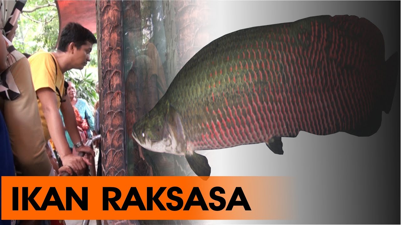 Melihat Ikan Raksasa Arapaima Gigas - YouTube