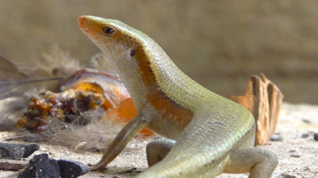 Lizard Finding food in the quiet of the night - YouTube