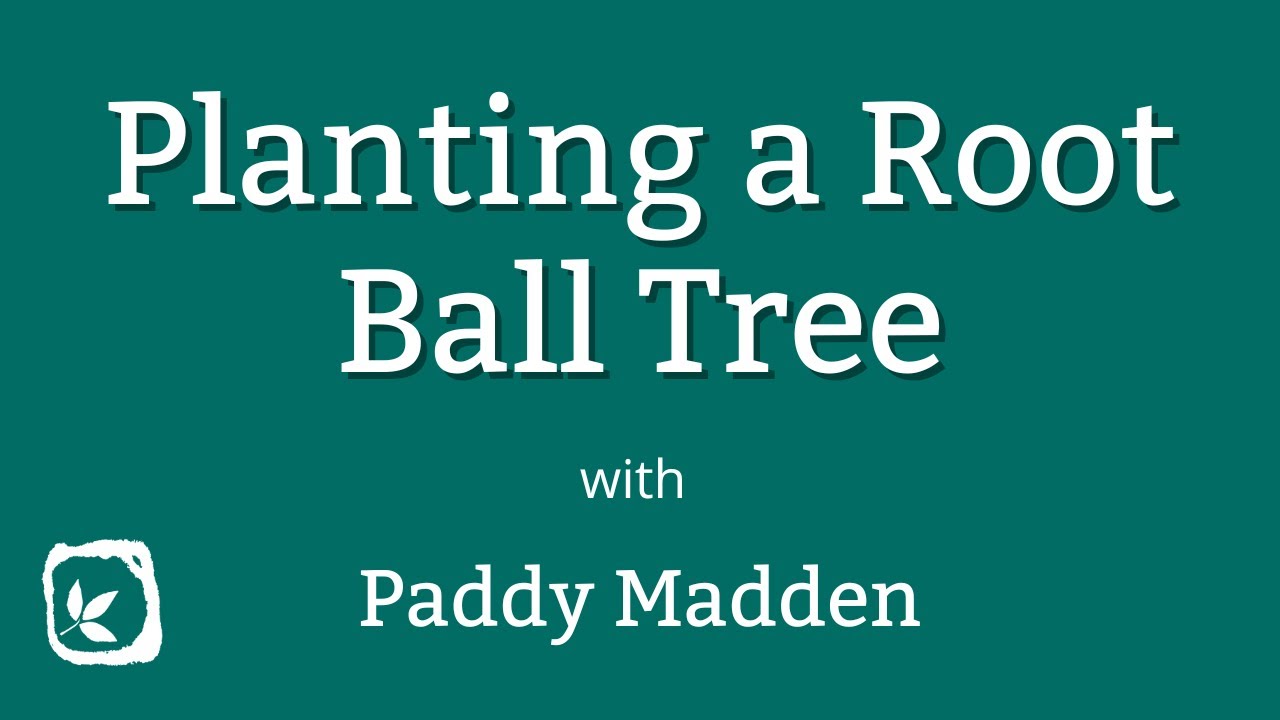 Planting a Root Ball Tree - YouTube