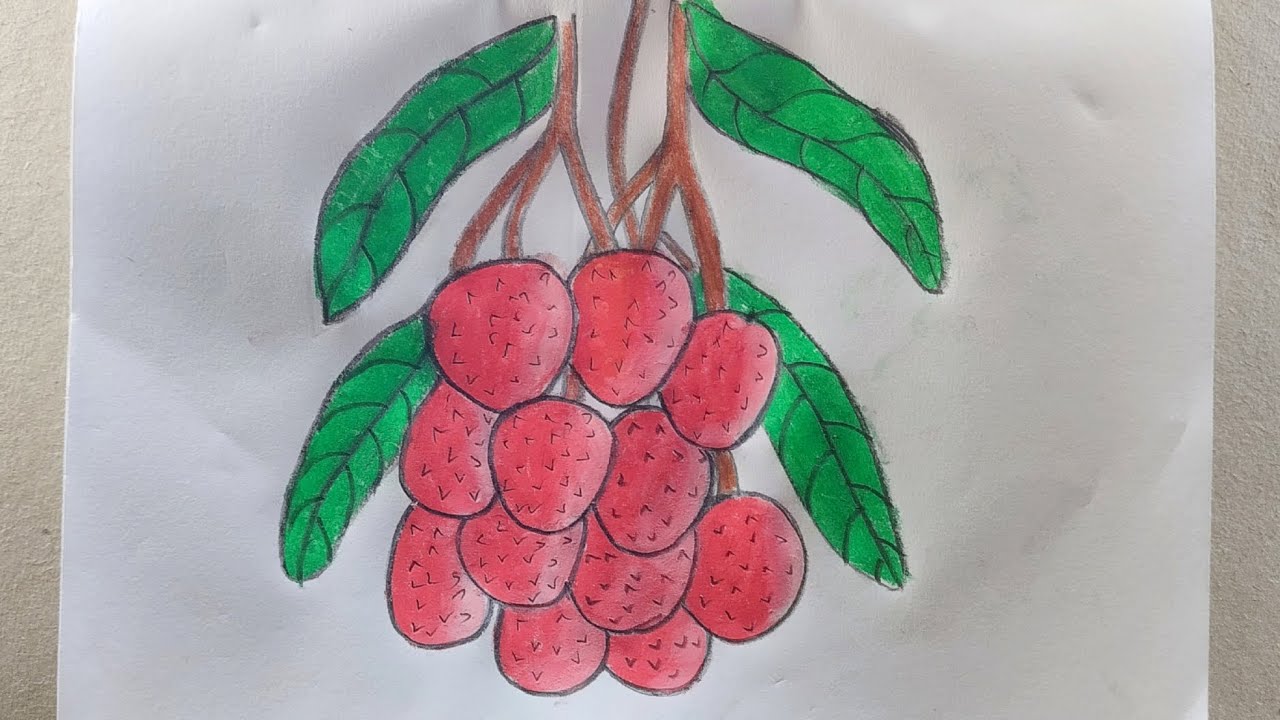 লিচু আঁকার কৌশল How to draw lychee(step by step) very easy biggenars ...