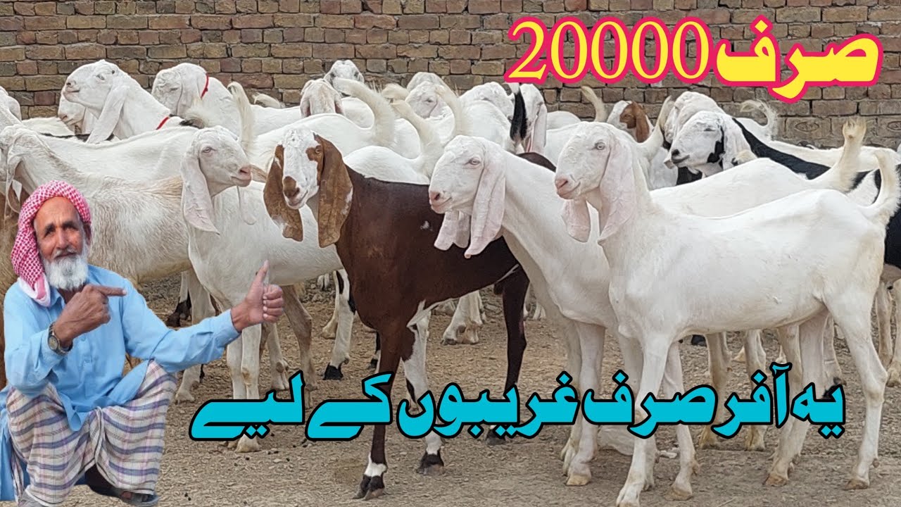 rajan puri full havey bakry Qurbani 2024 k ly at umar goat farm goat ...