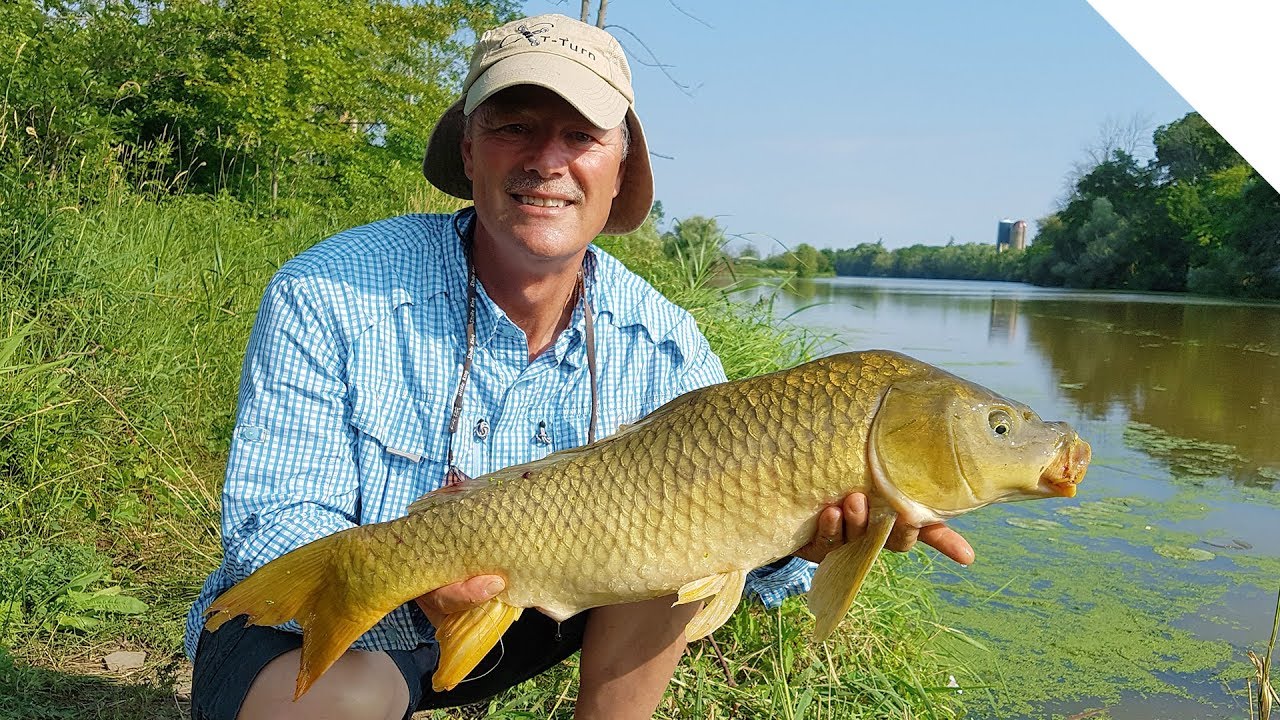 Easy Rig for Catching Carp - Finesse Carp Fishing (Sliding Sinker Rig ...