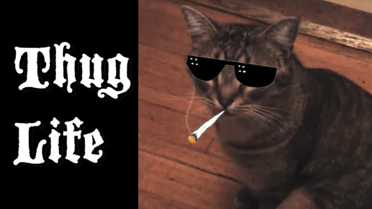 Thug Life with Thug Cat - YouTube