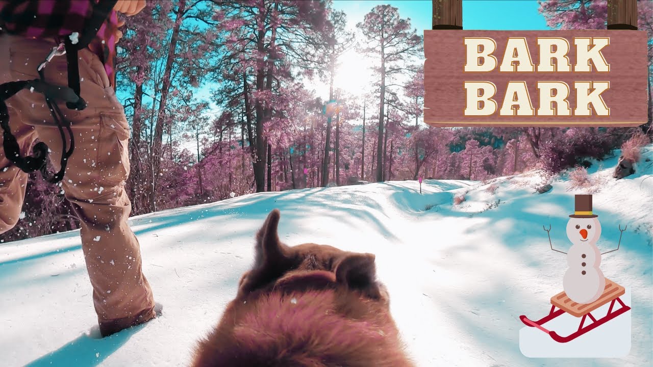 Dog Joins Sled Team, Fired for Napping on the Job - YouTube