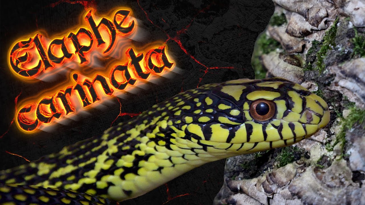 ELAPHE CARINATA - Terrarium et présentation - YouTube