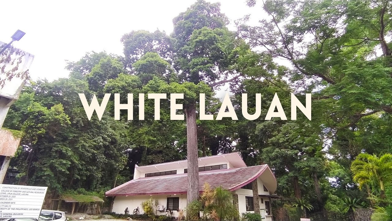 White Lauan (UPLB Centennial Heritage Trees) - YouTube