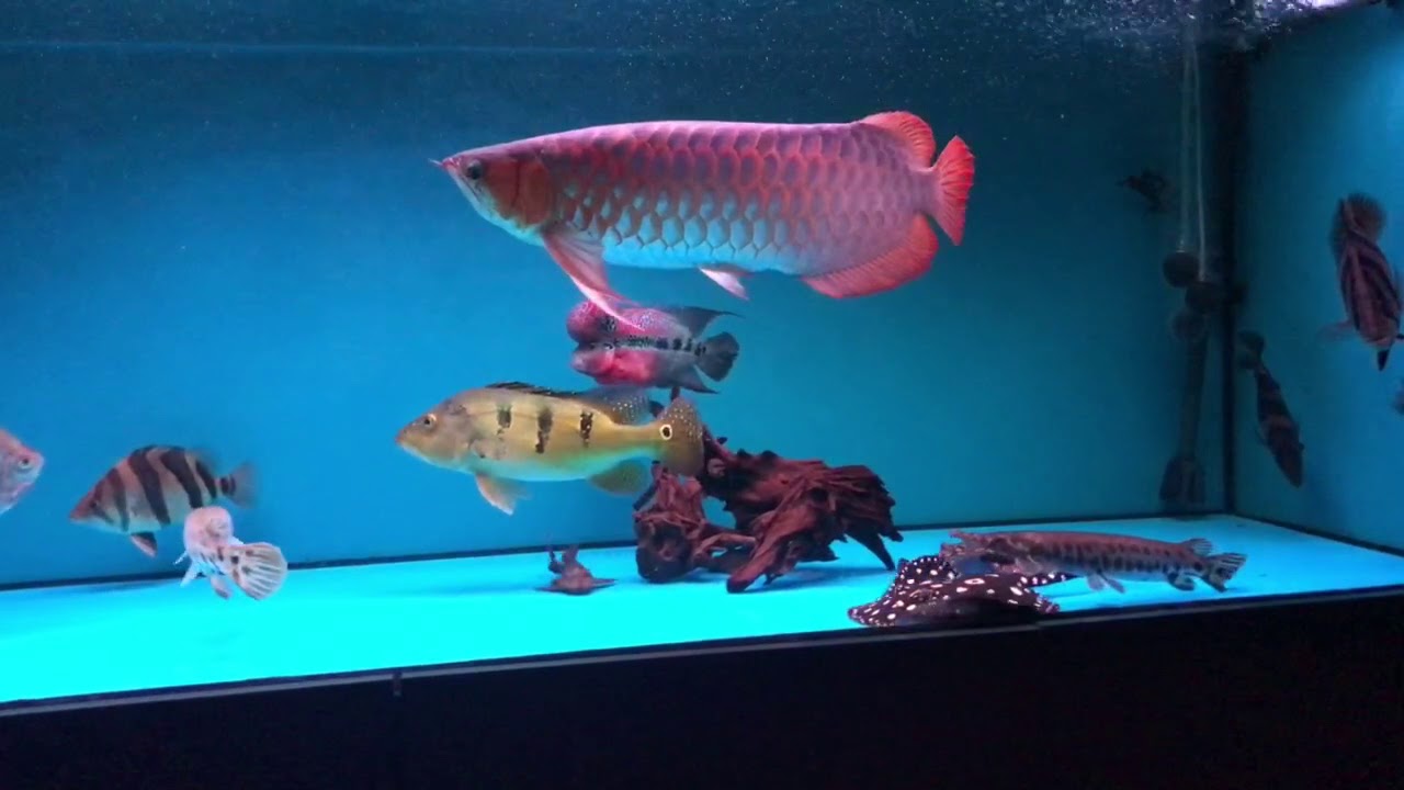 Super red Arowana. Datnoid. P bass .FH . Stingray.gator .tigerniss ...