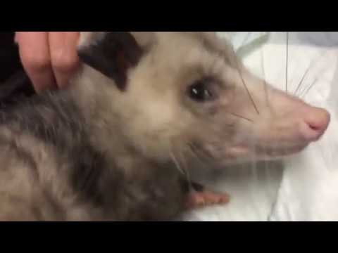 PUScam!!! Possum with dorsal rear chronic abscess - YouTube