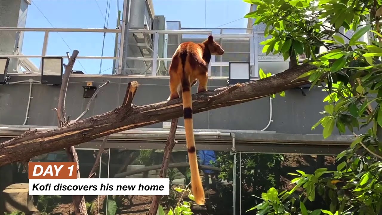 Welcoming Kofi the Goodfellow’s Tree Kangaroo - YouTube