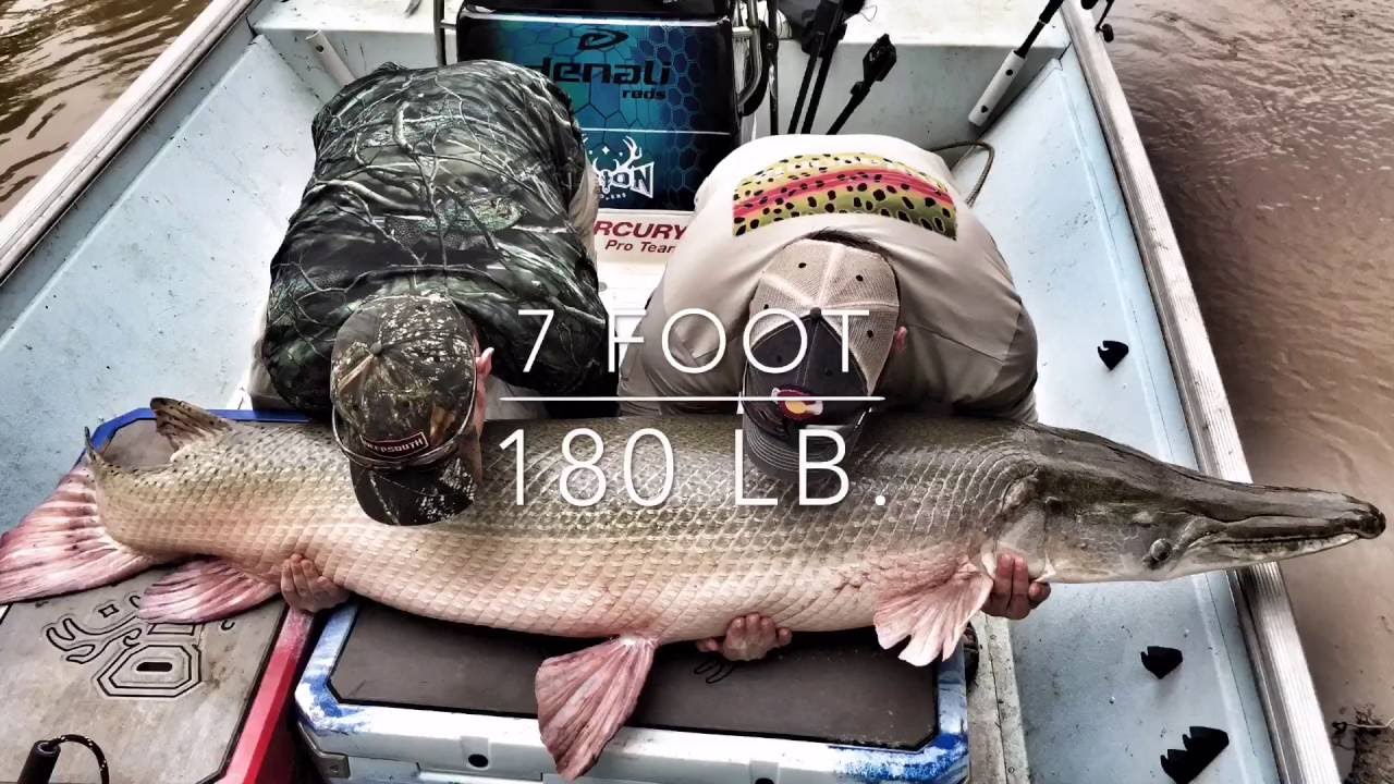 Fishing For Huge Texas Monster Alligator Gar - YouTube