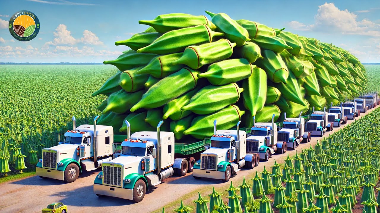 How Farmers Harvest Okra: The Secret to Growing Okra At Home For High ...