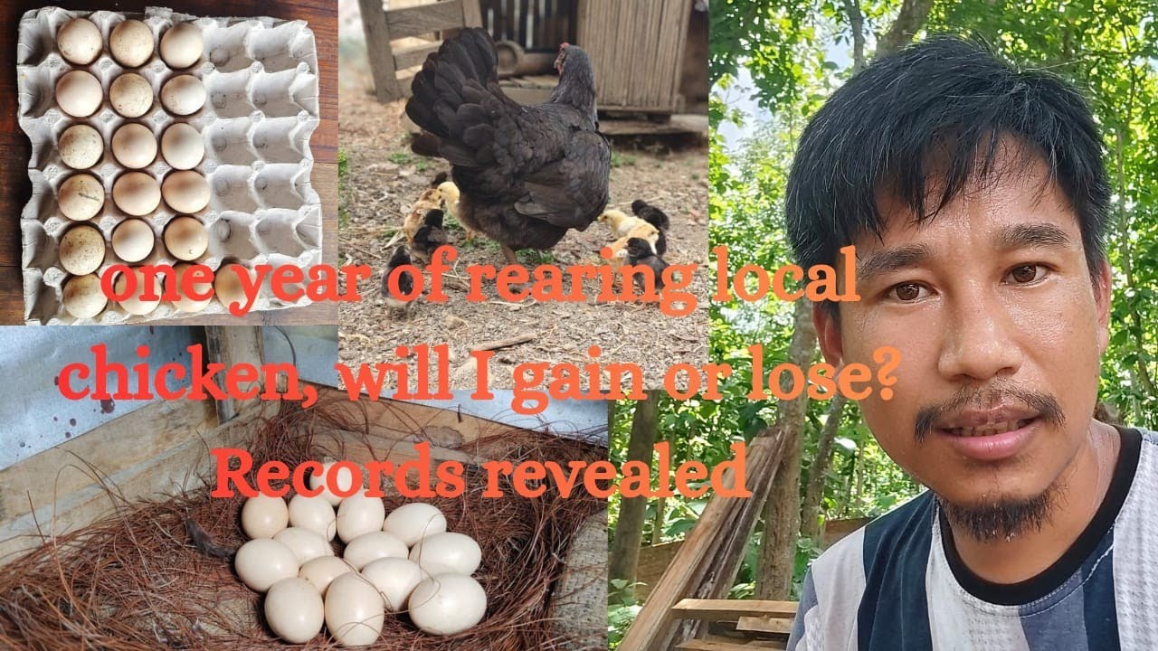 1 year of rearing Local Chickens, will I gain or lose? Here are the ...