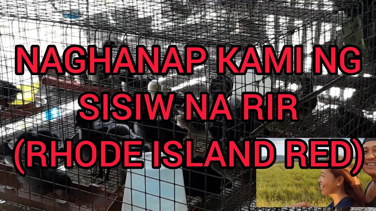 Rhode Island Red na manok | My wife driving sa paghahanap ng sisiw na ...
