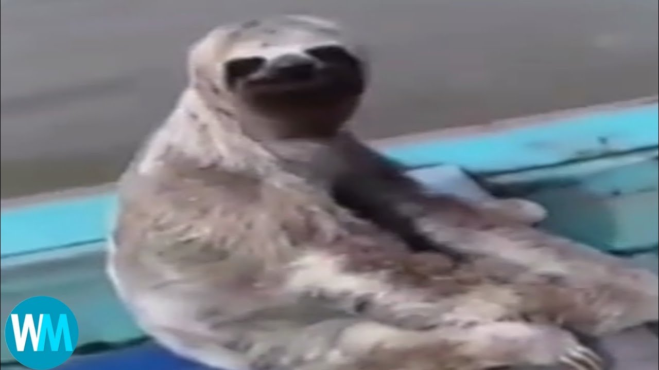 Top 5 sloth - YouTube