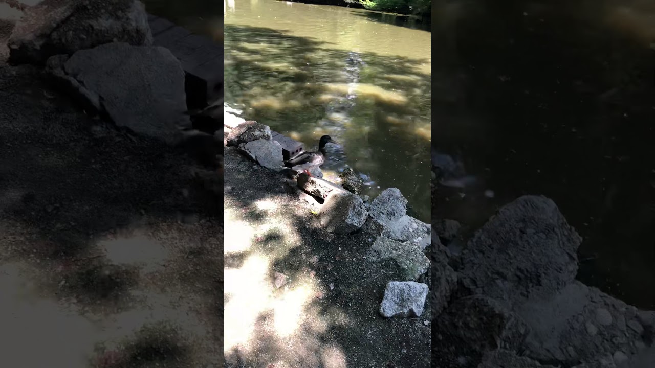 Ducks honking - YouTube