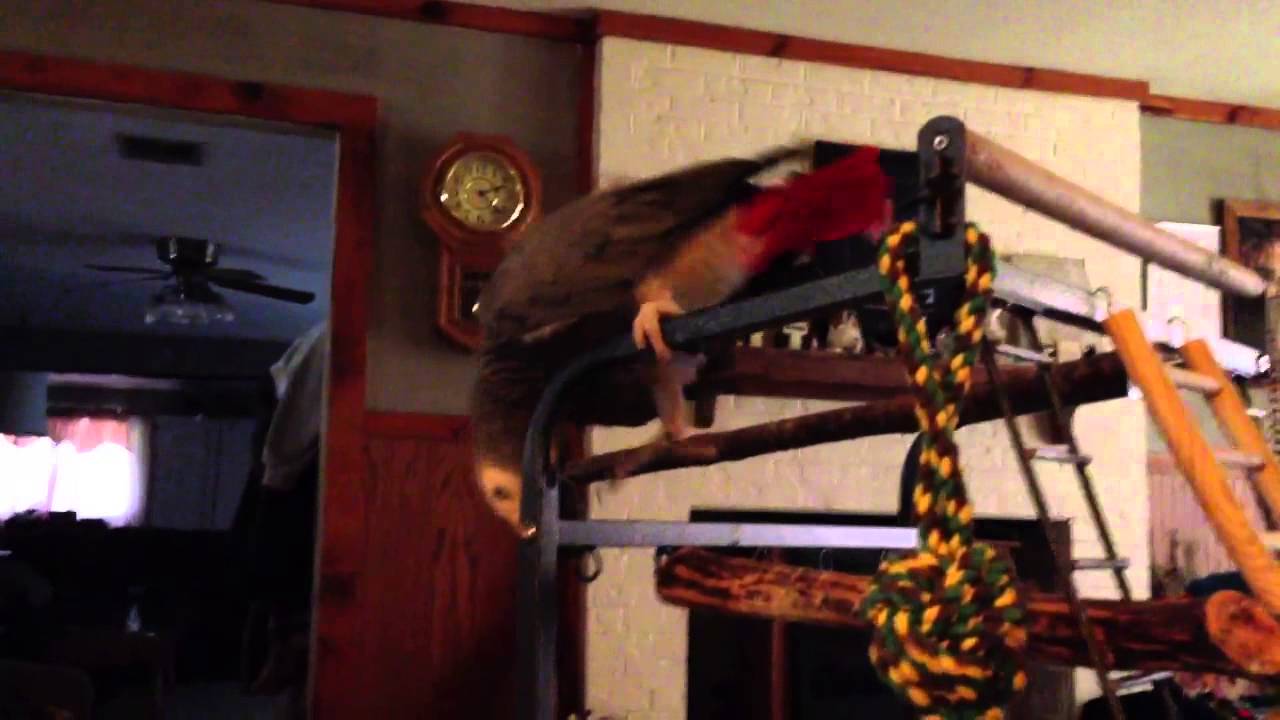 Boudreaux - African Grey Parrot Mating Behavior video 5 - YouTube