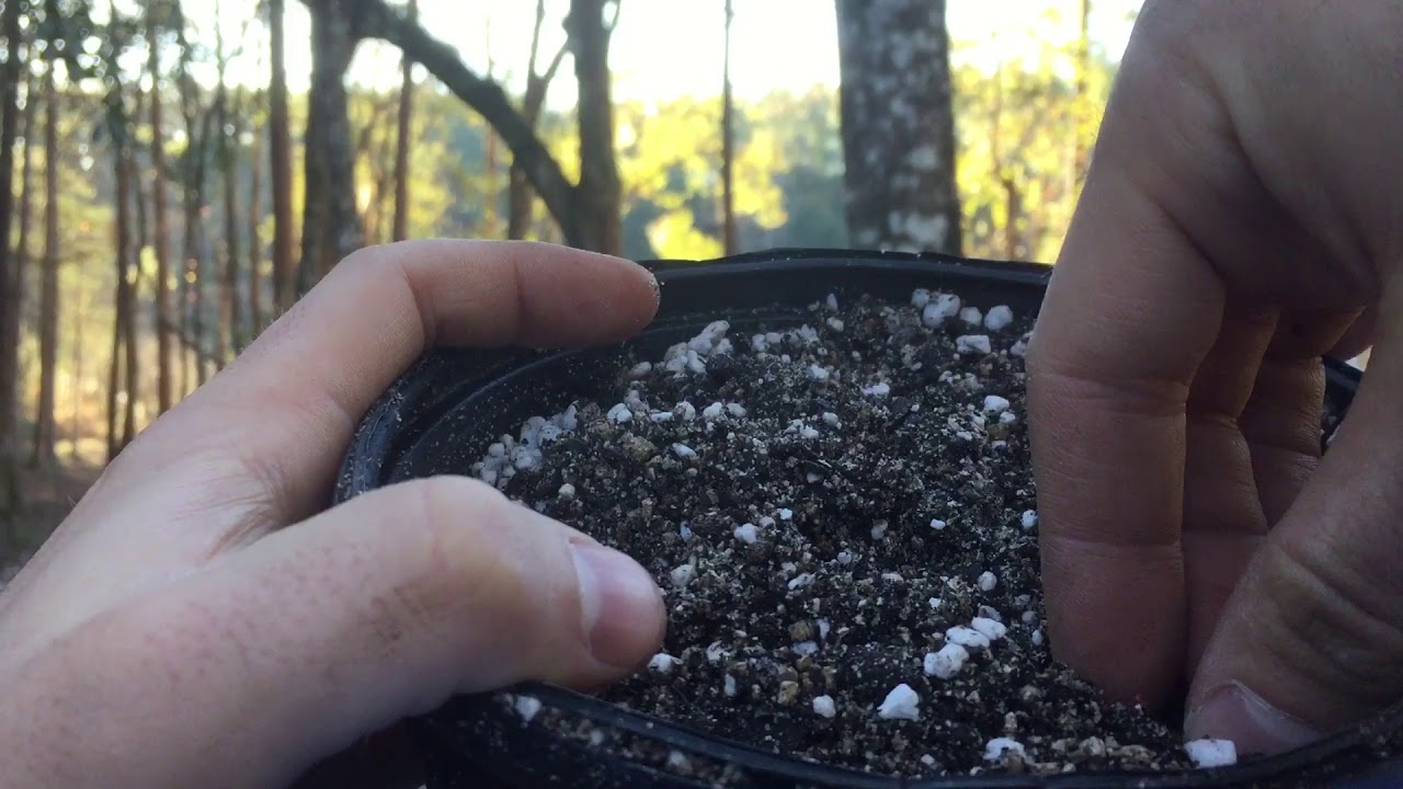 Part 2 planting Acaí palm seeds - YouTube